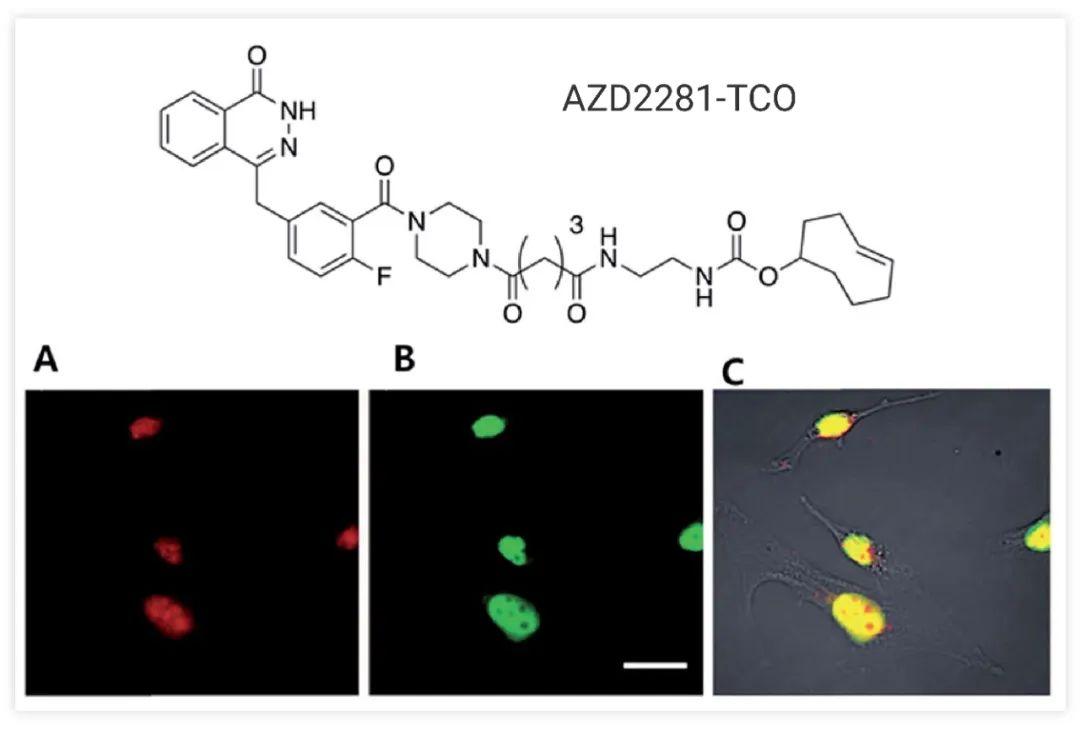 靶向治疗！获诺奖的 “点击化学” 原来可以这么用 - MedChemExpress - 知乎