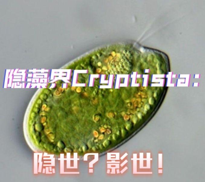 【古菌域全系列14】隐藻界Cryptista：隐于世间而影响世界 - 知乎
