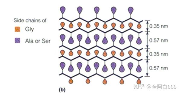 蛋白质的分类 - 知乎