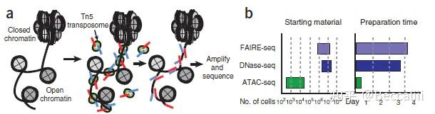 ChiP-Seq与ATAC-Seq技术简介 - 知乎