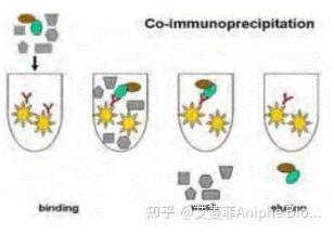 干货知识：蛋白实验之——CO-IP实验怎么做？这些注意事项你值得拥有！ - 知乎