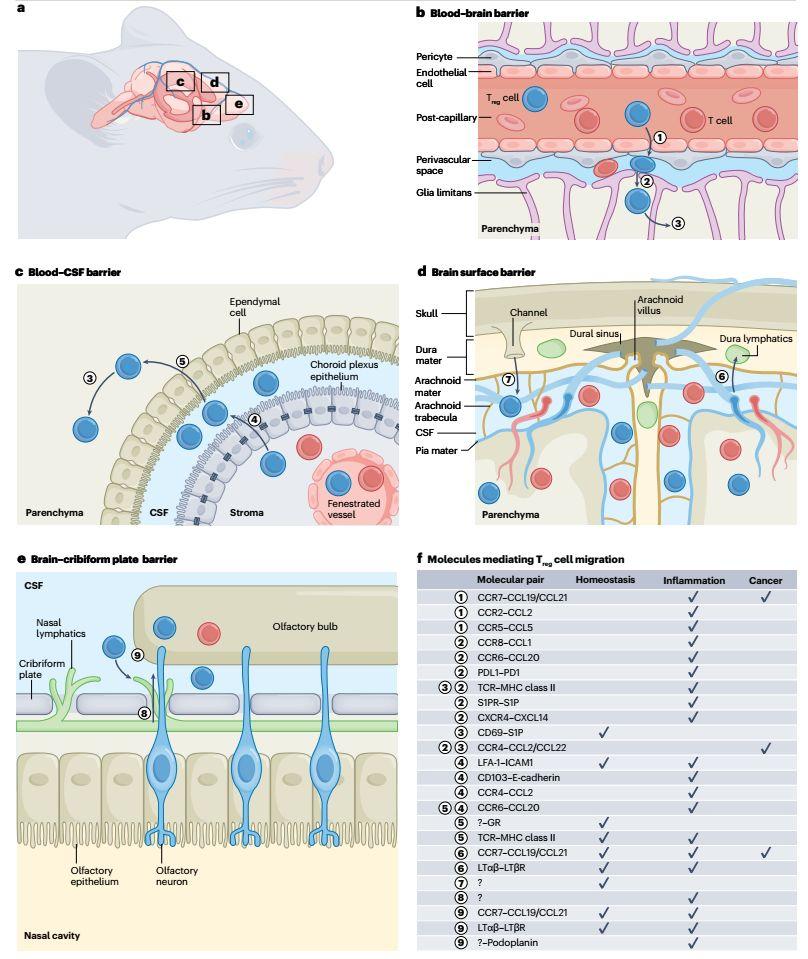Nat Rev Immunol重要综述：大脑的调节T细胞 - 知乎