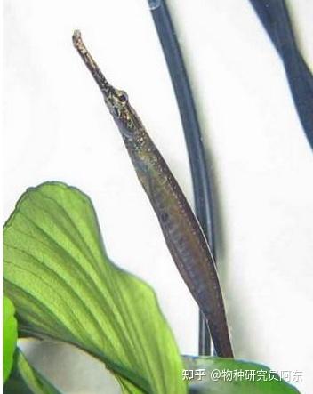 不是真龙但依旧惊艳！淡水海龙鱼（Freshwater sea dragon fish）品种大赏 - 知乎