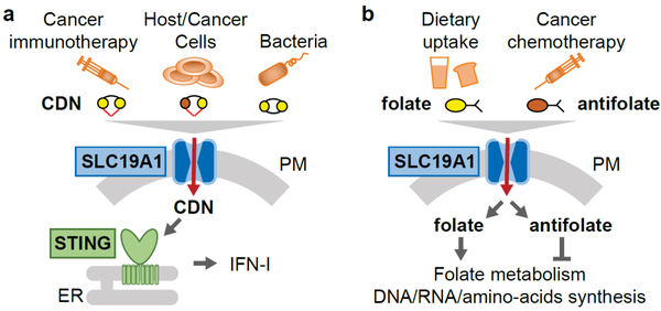 Nature | 揭示SLC19A1对环二核苷酸和叶酸识别的分子机理 - 知乎