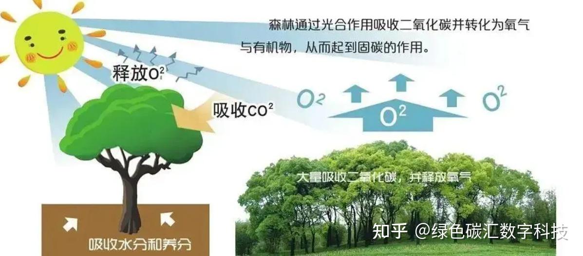 林业碳汇性价比最高的碳吸收技术 知乎