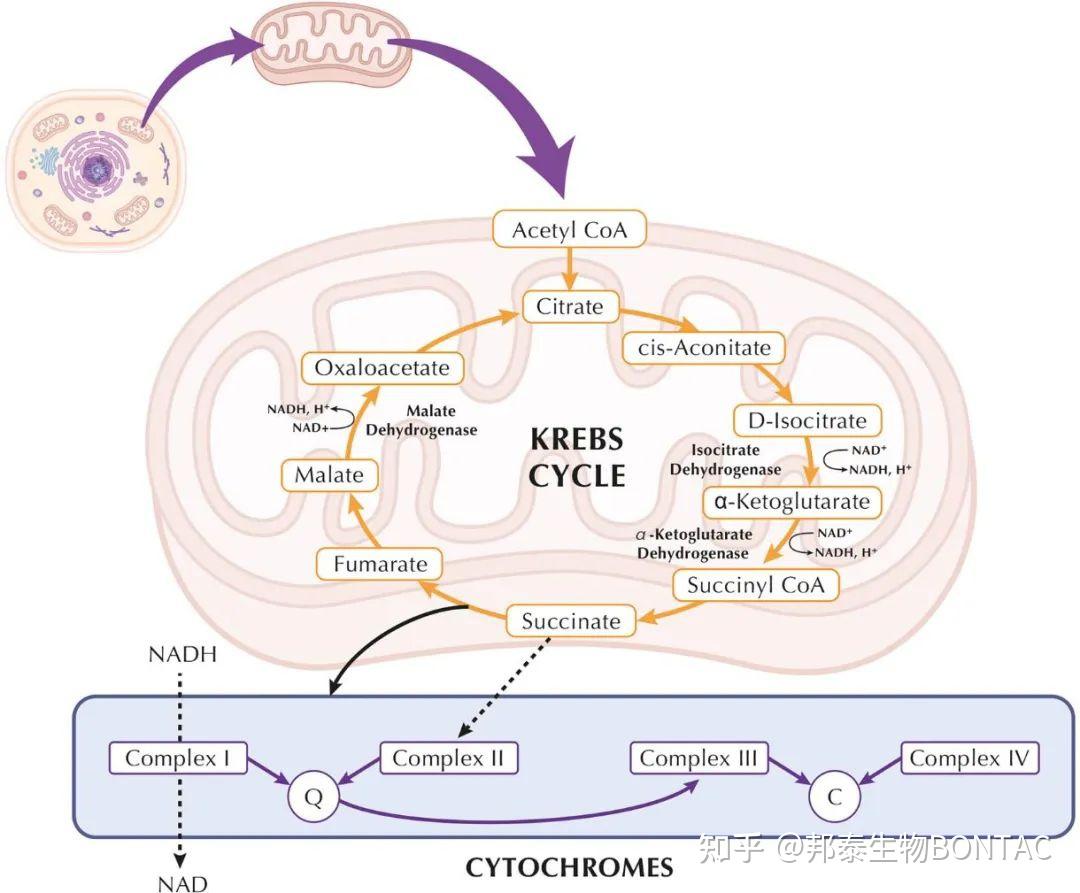 长达55页！关于NADH：这篇新文献综述说透了，值得收藏！ - 知乎