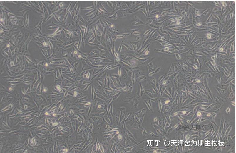 sws干货分享| CCK8药物筛选实验方法及要点分享 - 知乎