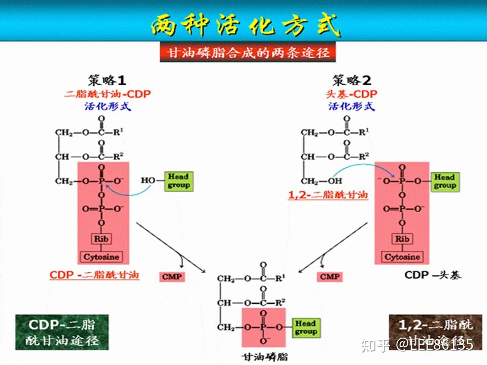 生物化学重点总结 知乎
