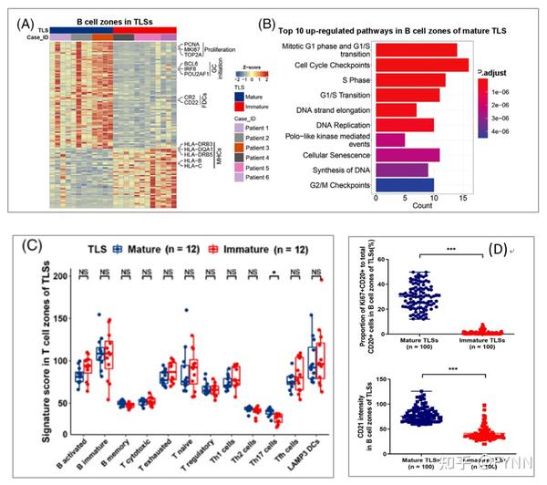 非因解读 | DSP空间转录组技术揭示食管鳞状细胞癌三级淋巴样结构的预后价值及分子特征 - 知乎