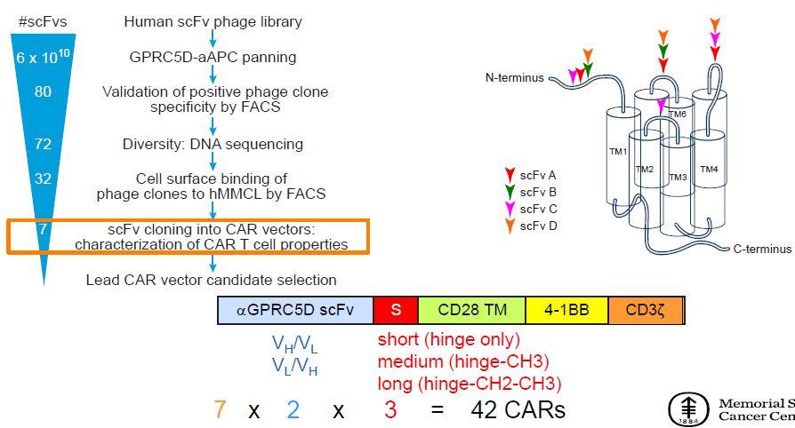 国内首款：驯鹿医疗GPRC5D CAR-T启动临床 - 知乎