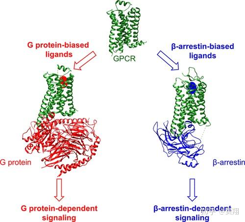 G蛋白偶联受体（GPCR）的偏向配体：结构 - 功能选择性关系（SFSR）和治疗潜力 - 知乎