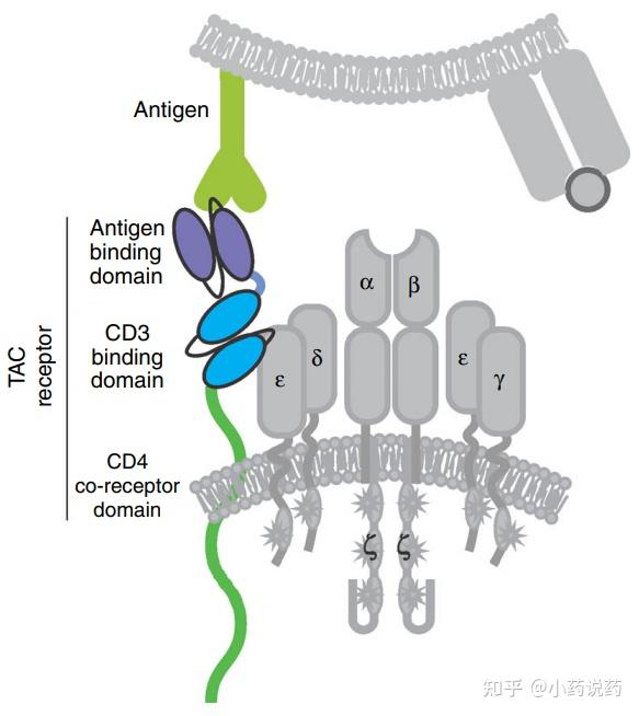 带你全面了解TCR-T细胞治疗 - 知乎