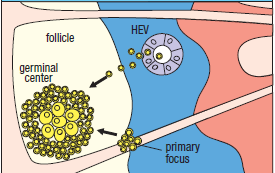 【科普】B细胞の养成之路（七）终 - 知乎