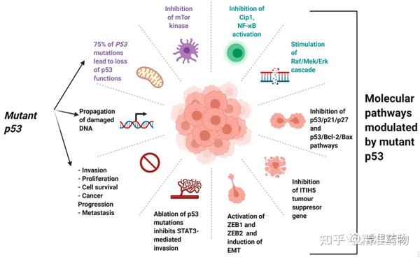 【靶点】P53 - 知乎