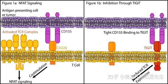 TIGIT靶点概况与研发动态 - 知乎