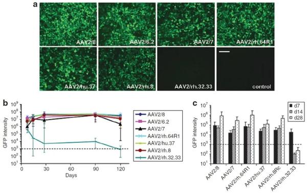 【on-target】AAV感染肝脏 | 血清·启动子·注射技术 | 一篇就GO了 - 知乎