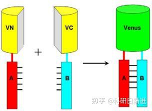 实验技能丨双分子荧光互补-BiFC技术详解 - 知乎