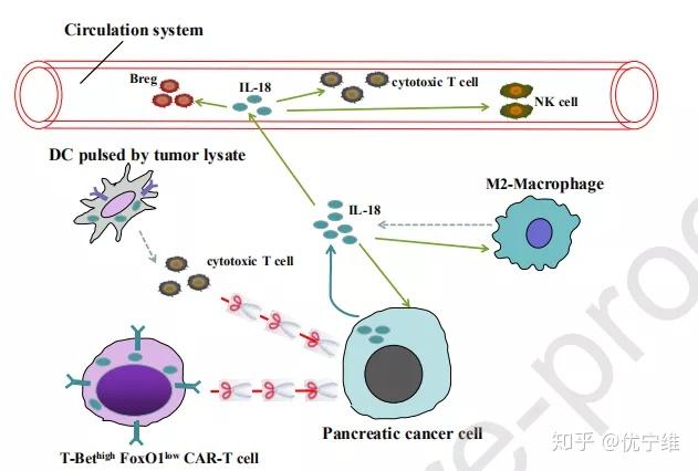 IL-18：免疫细胞因子“新贵” - 知乎