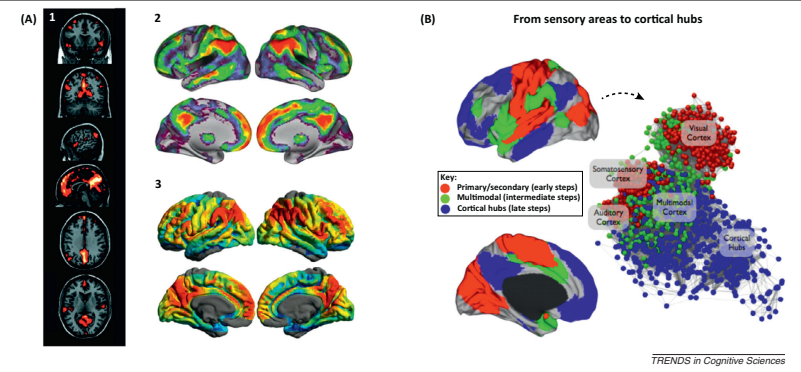 【博士每天一篇文献-综述】Network hubs in the human brain - 知乎