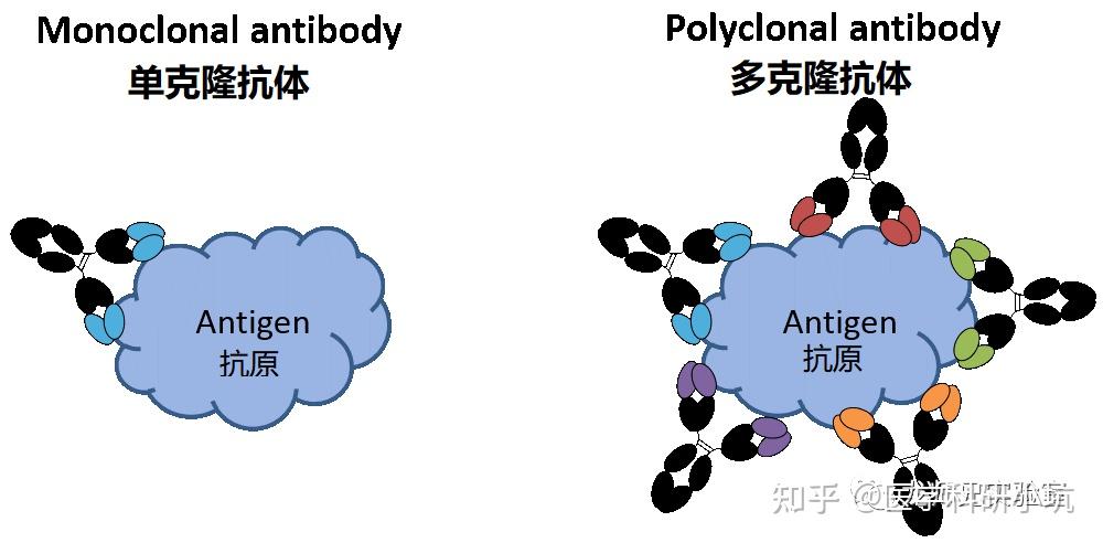 一文了解单克隆抗体和多克隆抗体之间的区别 知乎