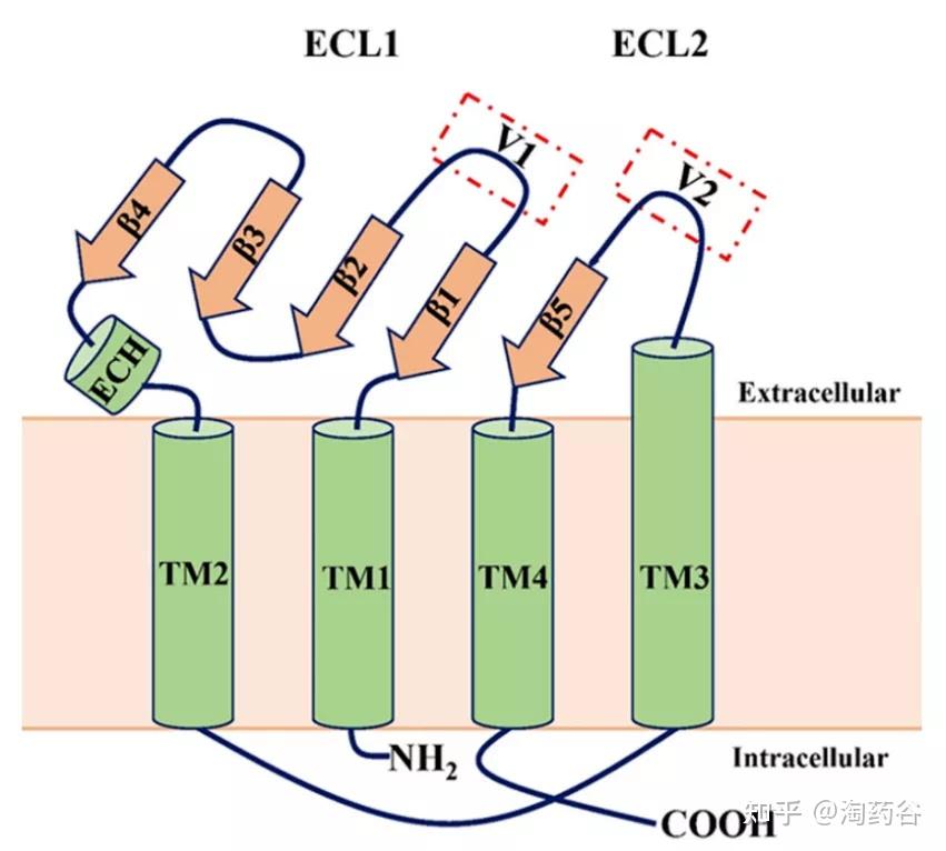 汇总| 靶向claudins的癌症治疗及其面临的10个问题 - 知乎