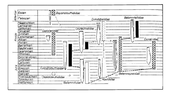 三叠纪——白垩纪各阶鱼龙与箭石体型比较 - 知乎
