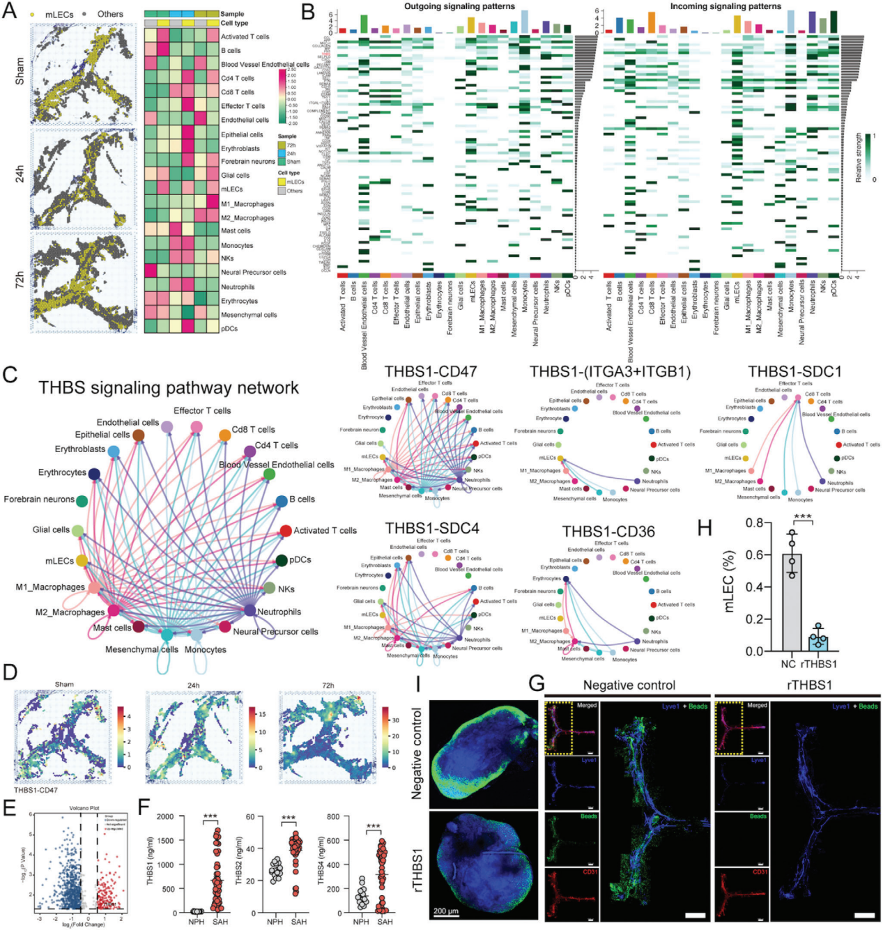 项目文章 | 单细胞和空间转录组联合揭示蛛网膜下腔出血后脑膜淋巴功能障碍的发病机制 - 知乎