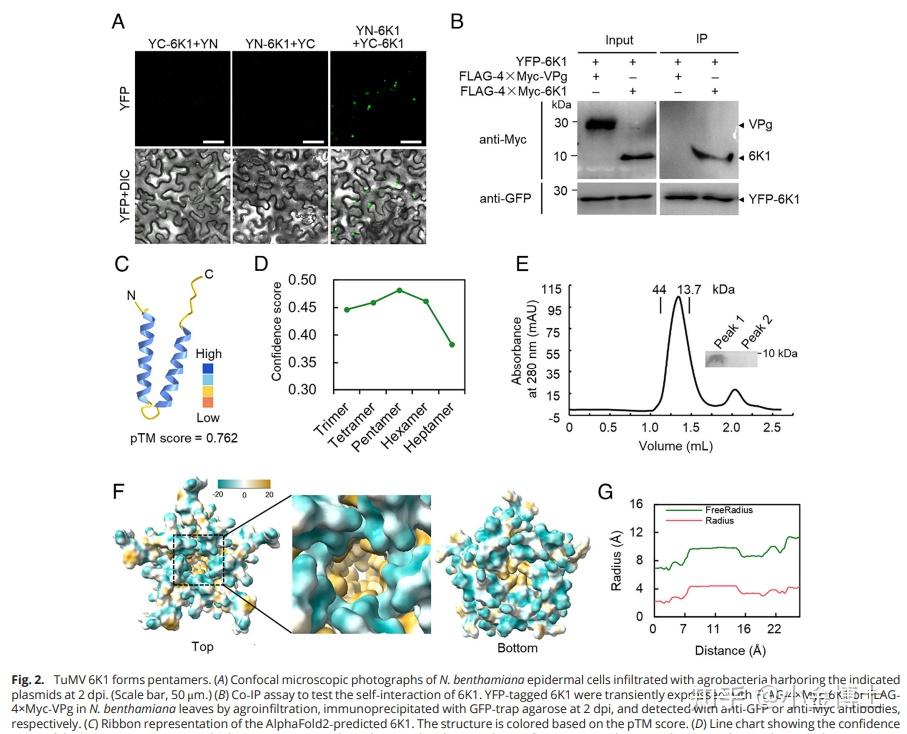 收藏！一文全方位了解双分子荧光互补（BiFC）技术 - 知乎