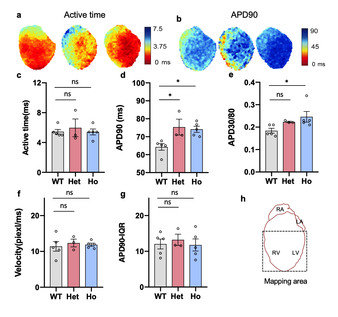 Scn5a 的体内碱基编辑可治疗小鼠LQT3 综合征 - 知乎