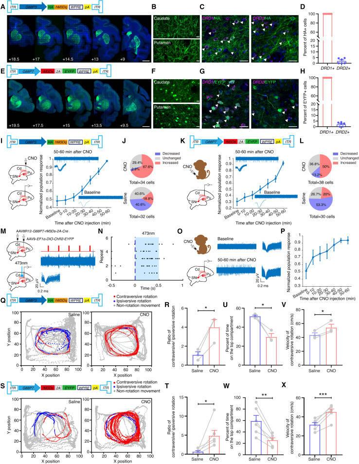 Cell丨基因治疗帕金森，精确激活 D1-MSN，逆转病理模型的核心症状 - 知乎