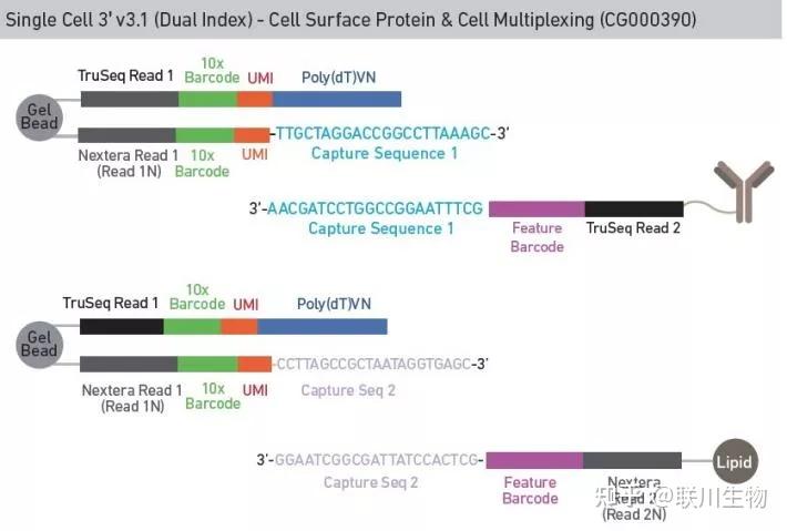 Cell Hashing技术介绍 | 单细胞专题 - 知乎