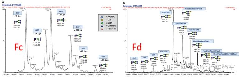 文献阅读002|IdeS工具酶在抗体及Fc融合蛋白等分析表征中的应用 - 知乎