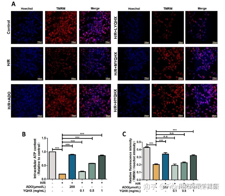 IF10.334|整合网络分析和实验验证揭示益气活血方治疗心肌缺血/再灌注损伤的线粒体自噬相关机制 - 知乎