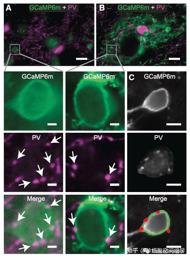 CELL|TissueFAXS SL Q+再次助力MIT McGovern神经环路机制研究 - 知乎