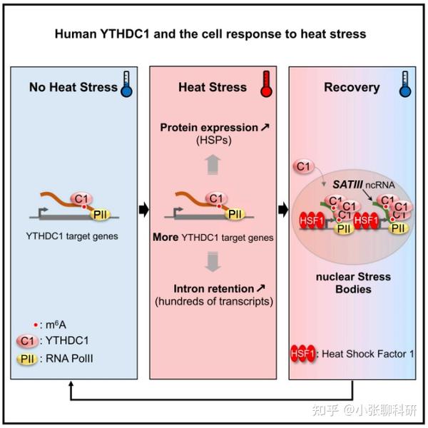YTHDC1如何调控基因表达重编程？这篇IF9.995分的Cell子刊开阔视野！ - 知乎