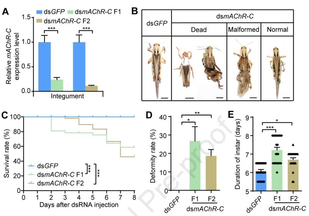 每日科研进展 l 2025.03.18 l 在玉米中转基因表达mAChR-C dsRNA可以有效控制蝗虫 - 知乎