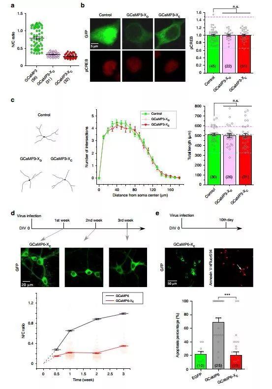 新一代无损伤钙离子探针“GCaMP-X” - 知乎