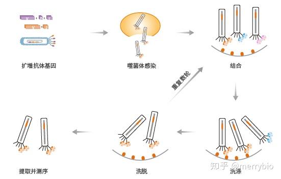 pull-down、ip、co-ip以及chip概念区别 - 知乎