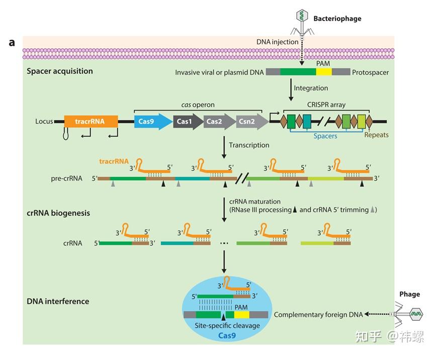 CRISPR-Cas9技术的原理和应用 - 知乎