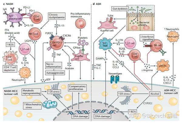 肝癌免疫治疗进展汇总及肝癌微环境中决定免疫疗法疗效的免疫屏障 - 知乎