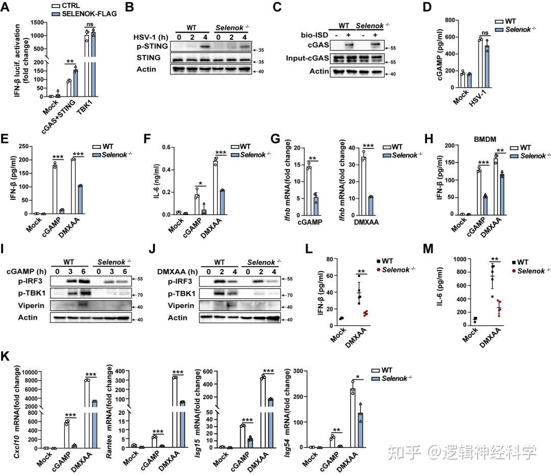 PLoS Pathog︱山东大学贾木天/赵伟团队揭示硒蛋白调控STING激活新机制 - 知乎