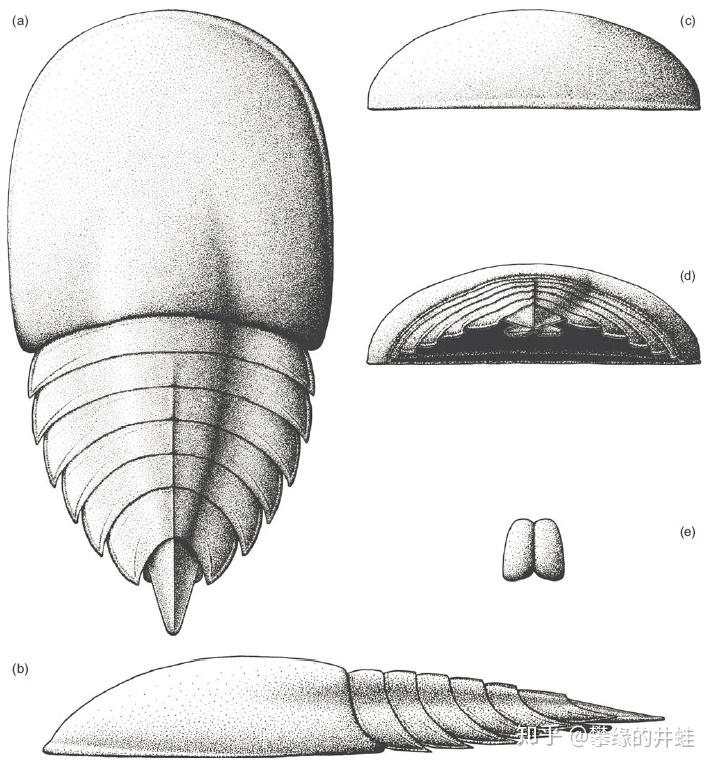 【地球演义】寒武纪的余烬：节肢动物篇 - 知乎