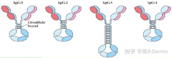 抗体基础知识学习 - 知乎
