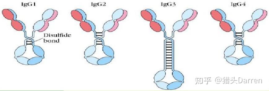 抗体基础知识学习 - 知乎