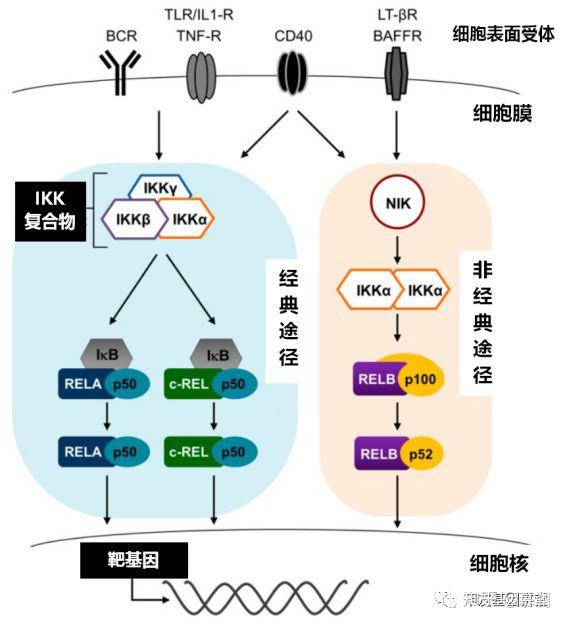 一文纵览 | NF-κB在各类淋巴瘤中的异常激活及靶向治疗！ - 知乎