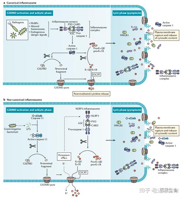 细胞焦亡&GSDM家族：GSDMD - 知乎