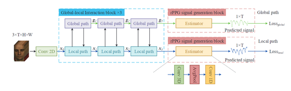 【rPPG论文阅读】Learning SpatioTemporal Pulse Representation With Global-Local Interaction and ...