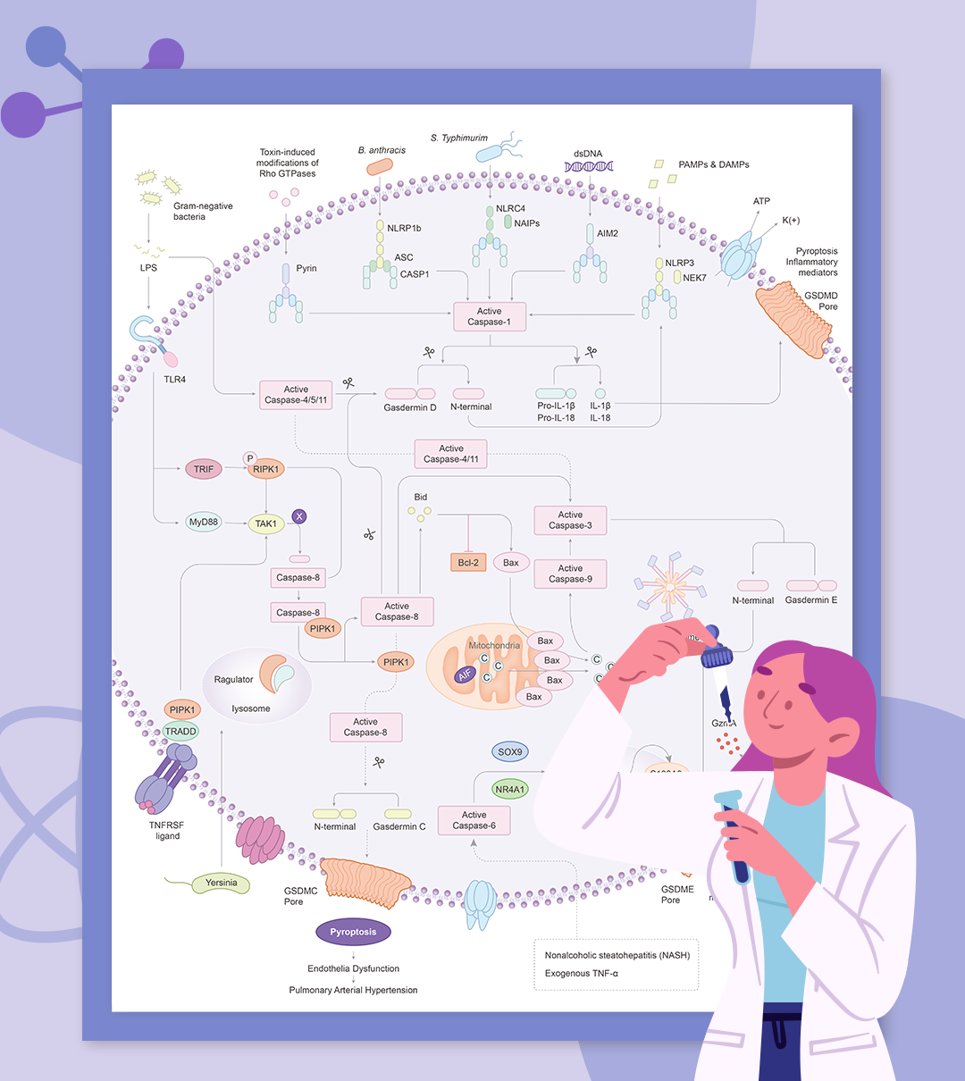 信号通路： 细胞自噬&焦亡、铁&铜死亡 | MedChemExpress（MCE） - 知乎