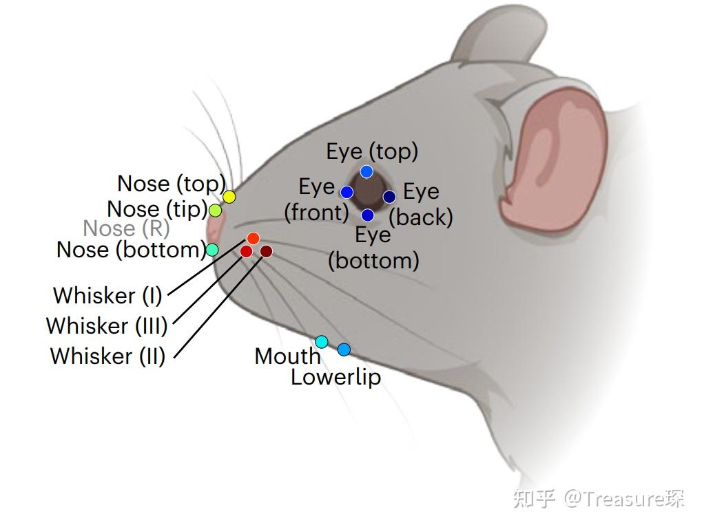 Facemap —— 小鼠面部追踪 - 知乎