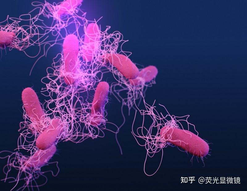 显微镜能怎样看细菌？ - 知乎